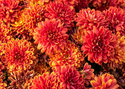 10 Tips for Fabulous Fall Mums | Brookdale Senior Living